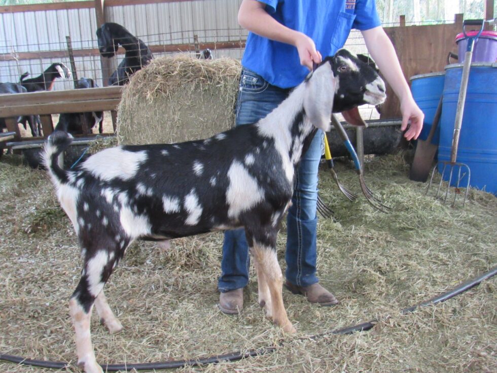 Goats | Paradiso Cane Corso & Paradise Farms