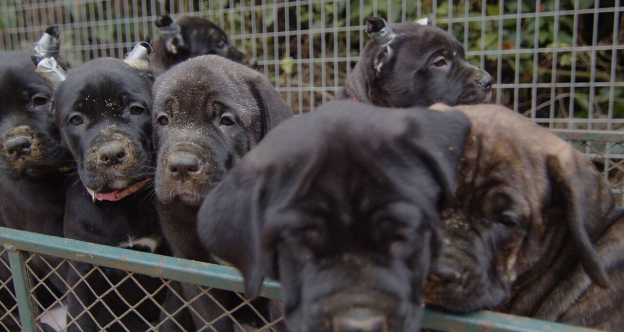 Puppies | Paradiso Cane Corso & Paradise Farms